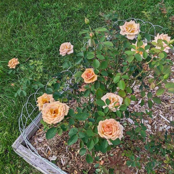 Rosarian Tom Mayhew