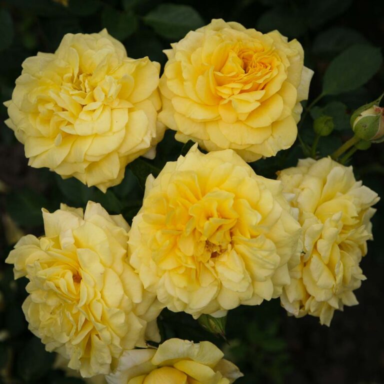 Tupelo Honey
